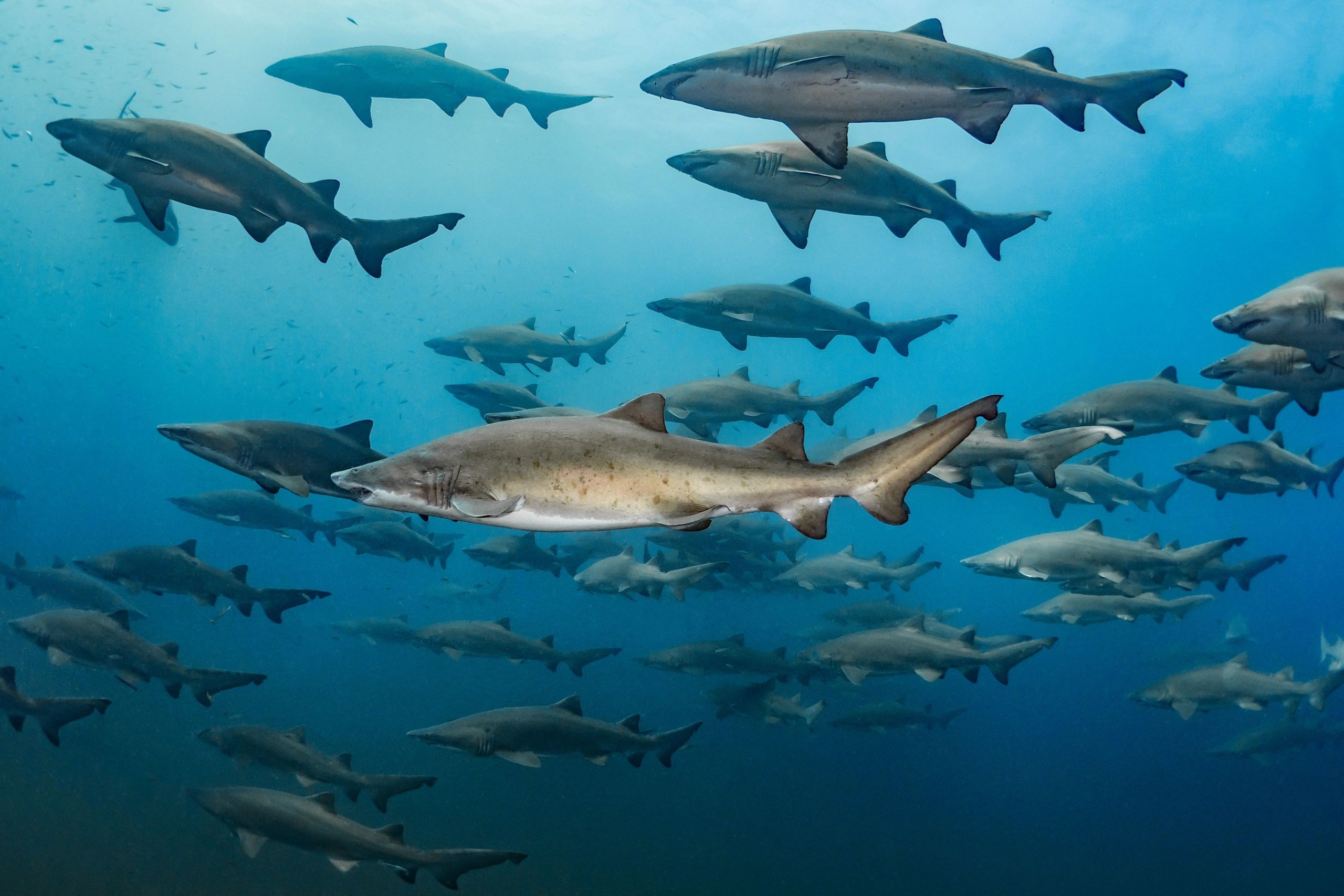 Angryanglerfishing.com