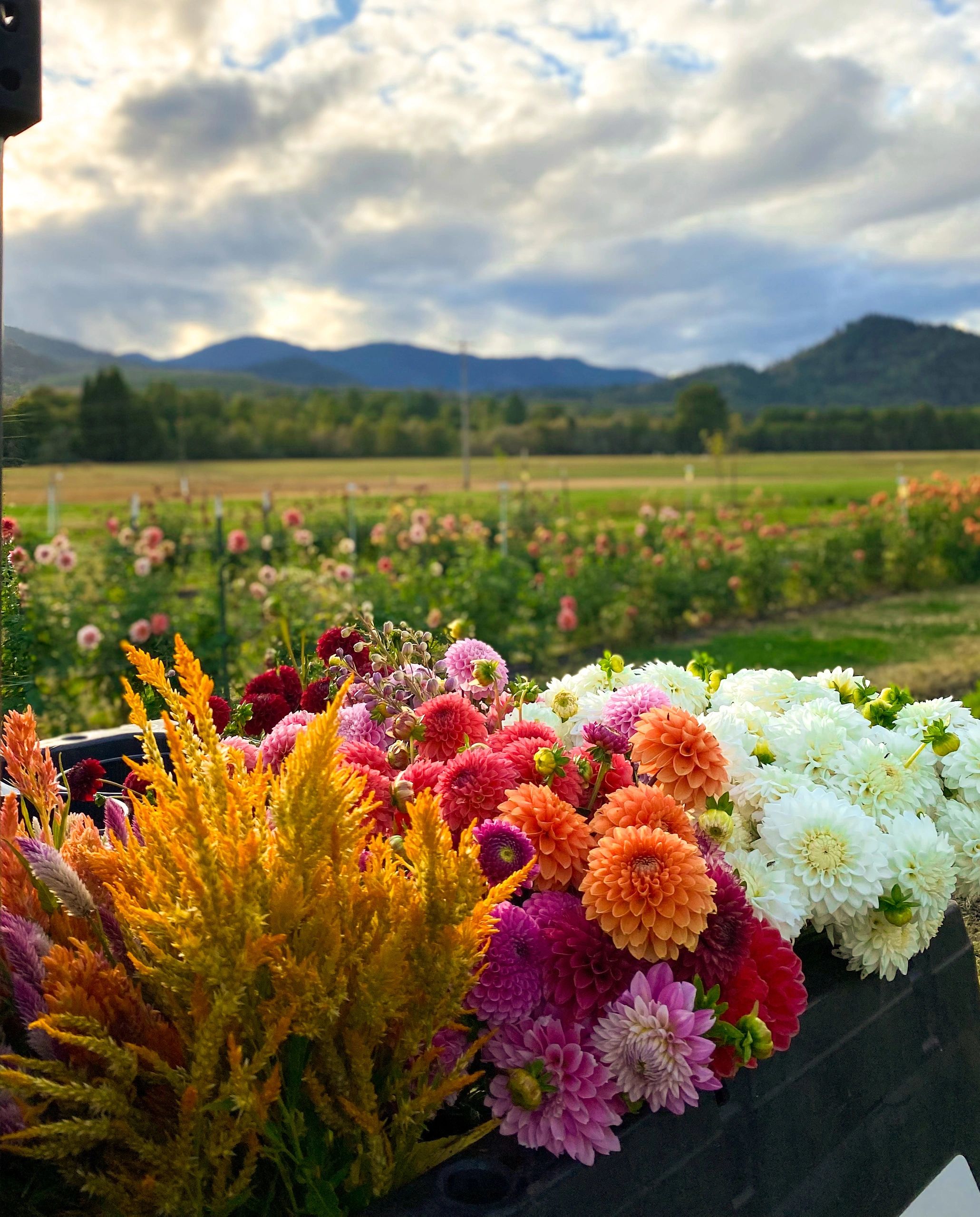 Bulk Flower buckets | Mama Bee's Flower Farm