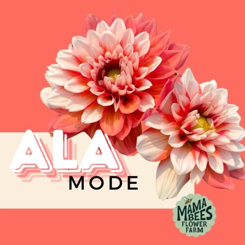 Al La Mode Dahlia Tuber