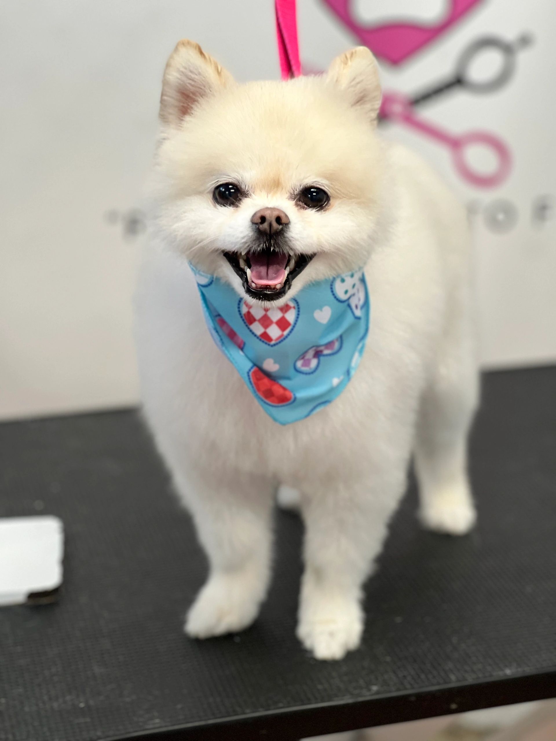 Royal Paws Dog Spa - Top Dog Groomer in Scarborough