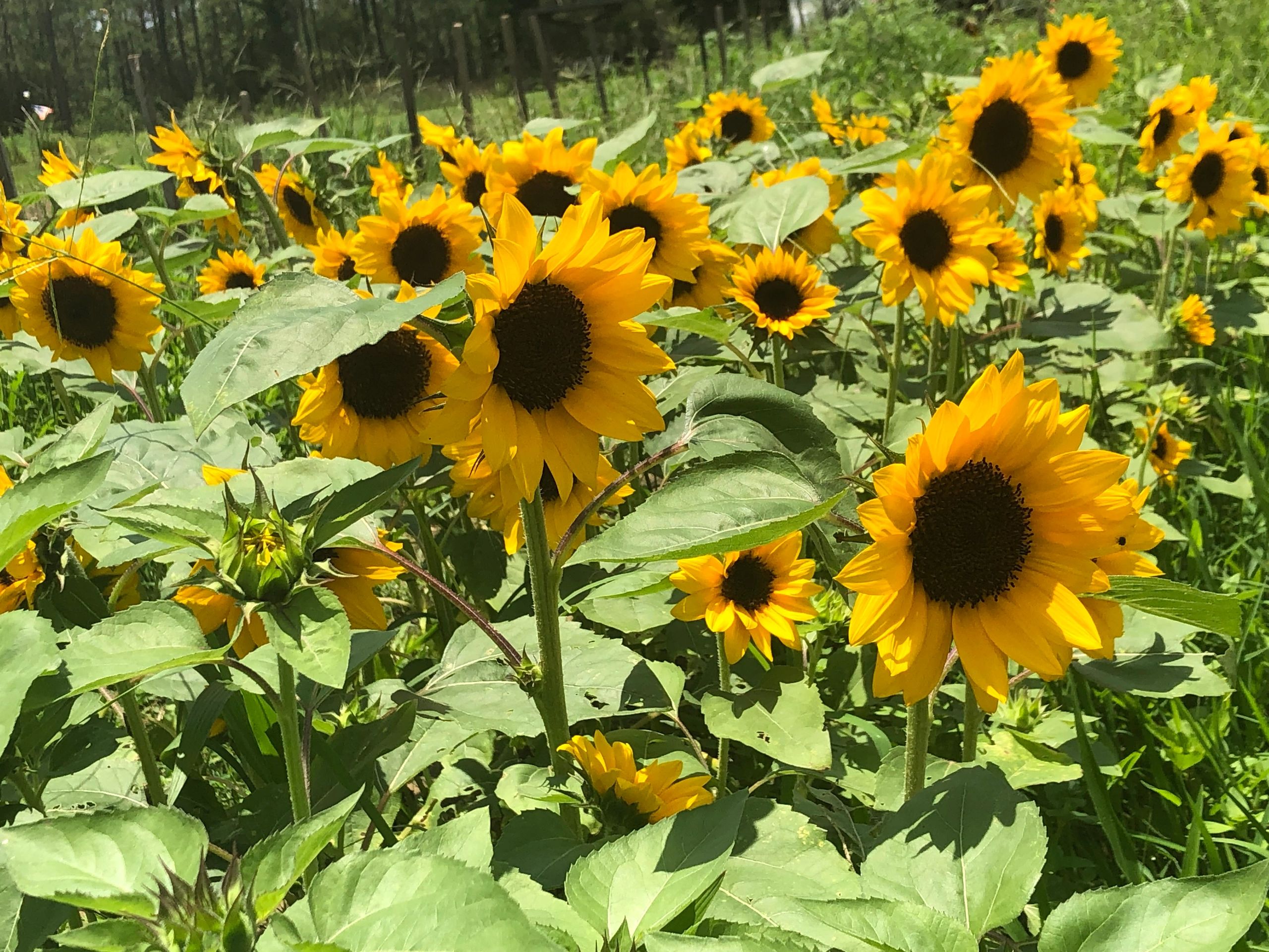 Southern Roots Flower Farm
