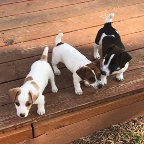 Registered Short Jack Russell Terriers - Jordans Shorty Jacks