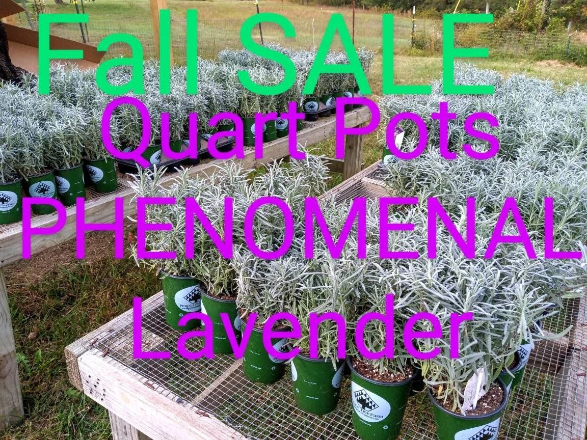 QT Phenomenal Lavender FALL 2024