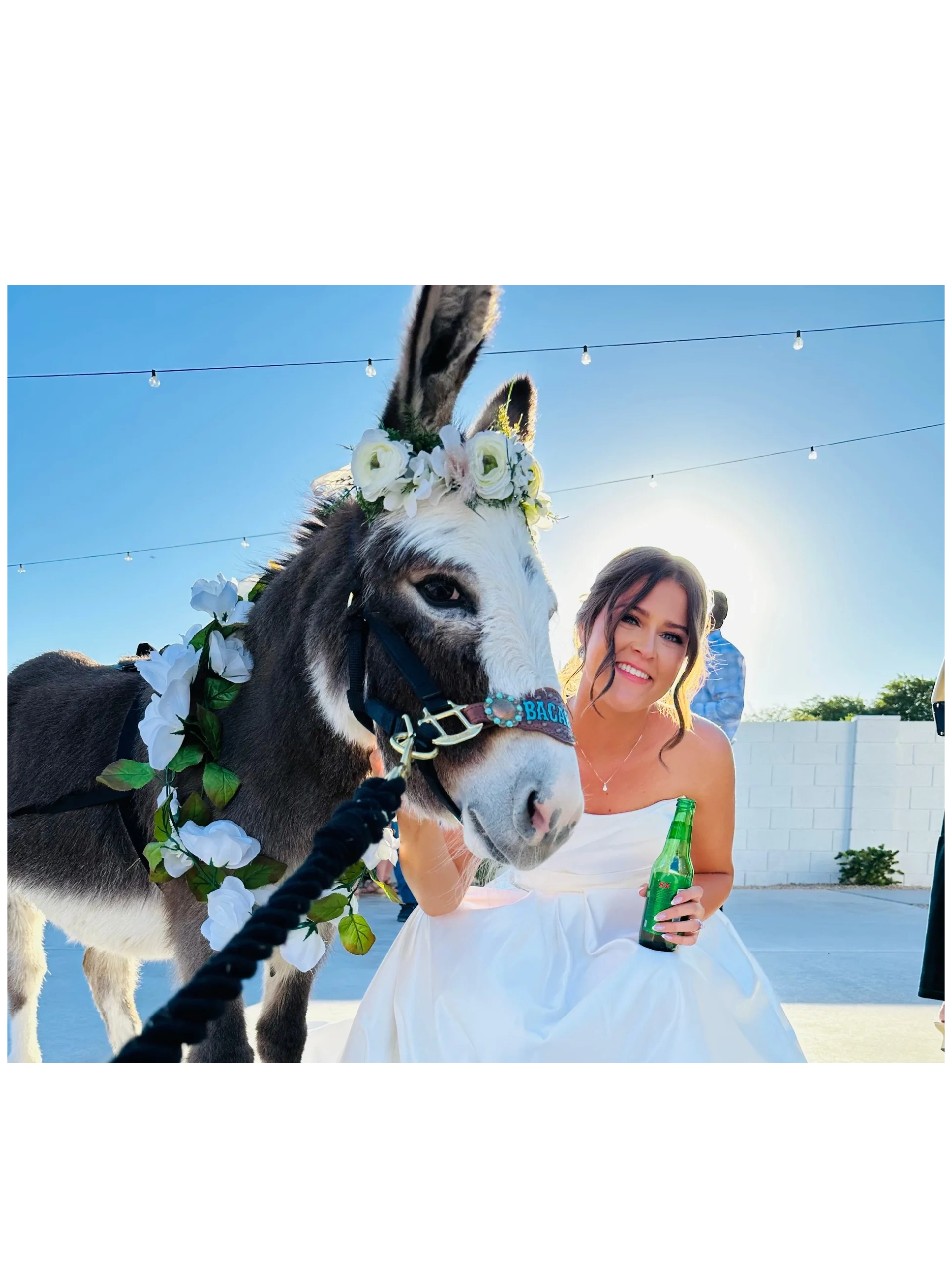 Meet our two adorable mini donkeys at The Boozy Burro