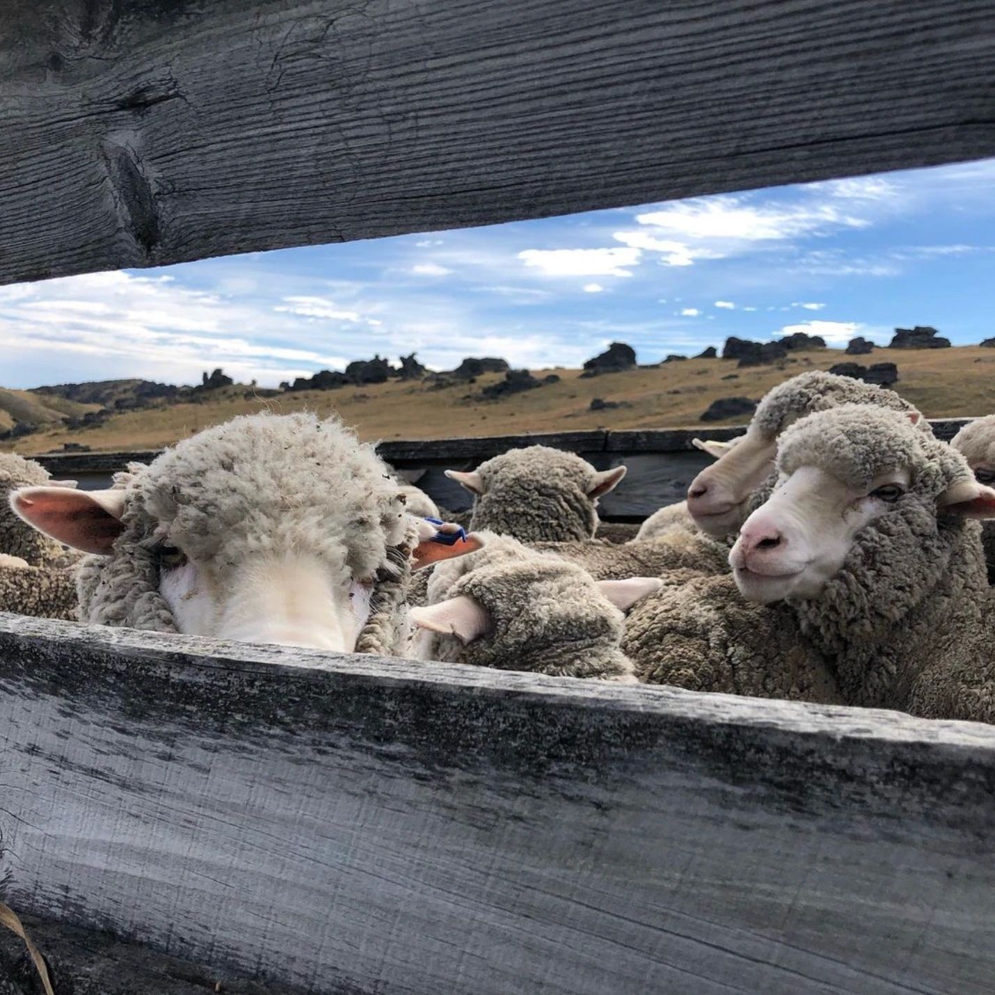 Black Sheep Vets - Veterinary, Rural Vets, Vets