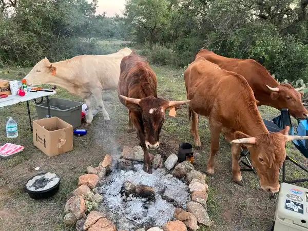 Brown Chicken Brown Cow Ranch in Llano, Texas