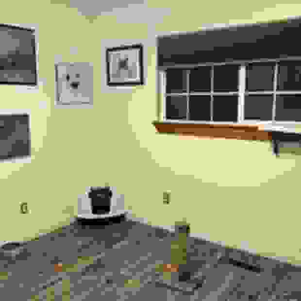 Pacific Coast Siamese