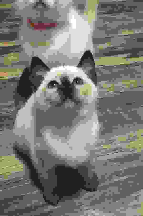 Kittens | Pacific Coast Siamese