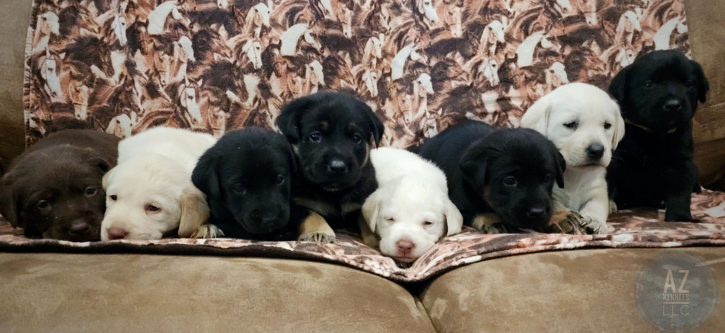 Puppies available | AZ Kennels LLC