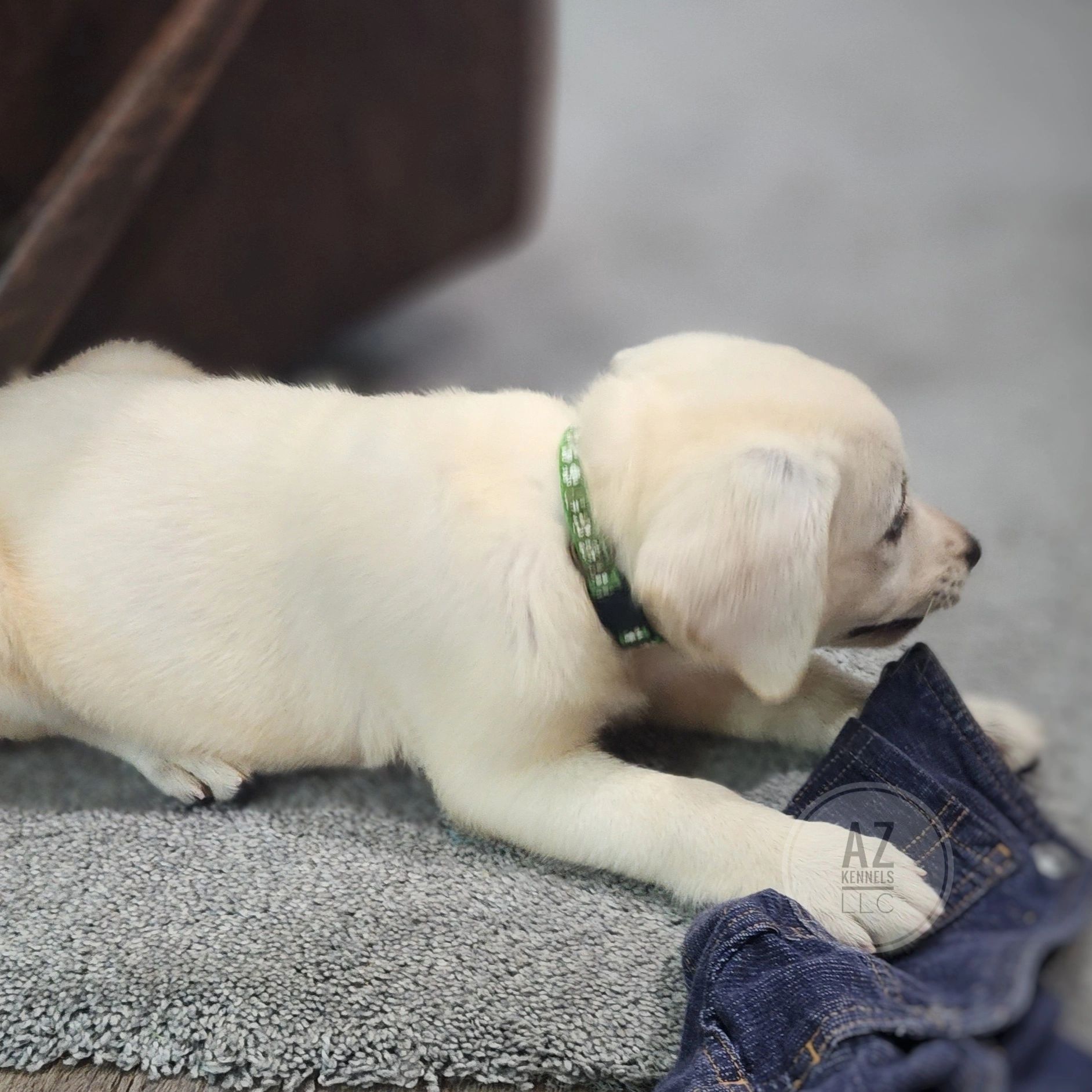 Puppies available | AZ Kennels LLC