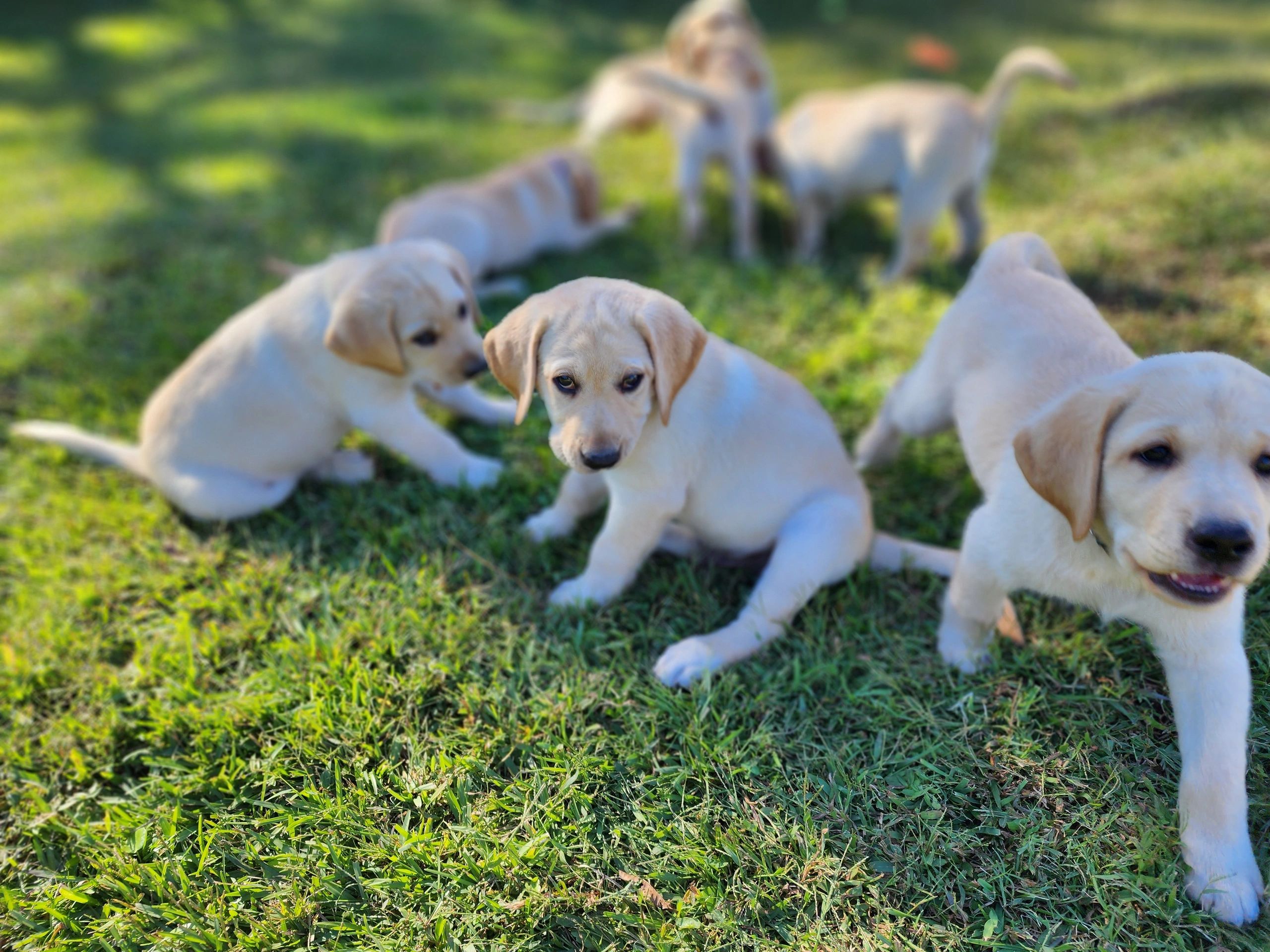 AZ Kennels LLC - Labrador Retriever Puppies, AKC Labrador Puppies