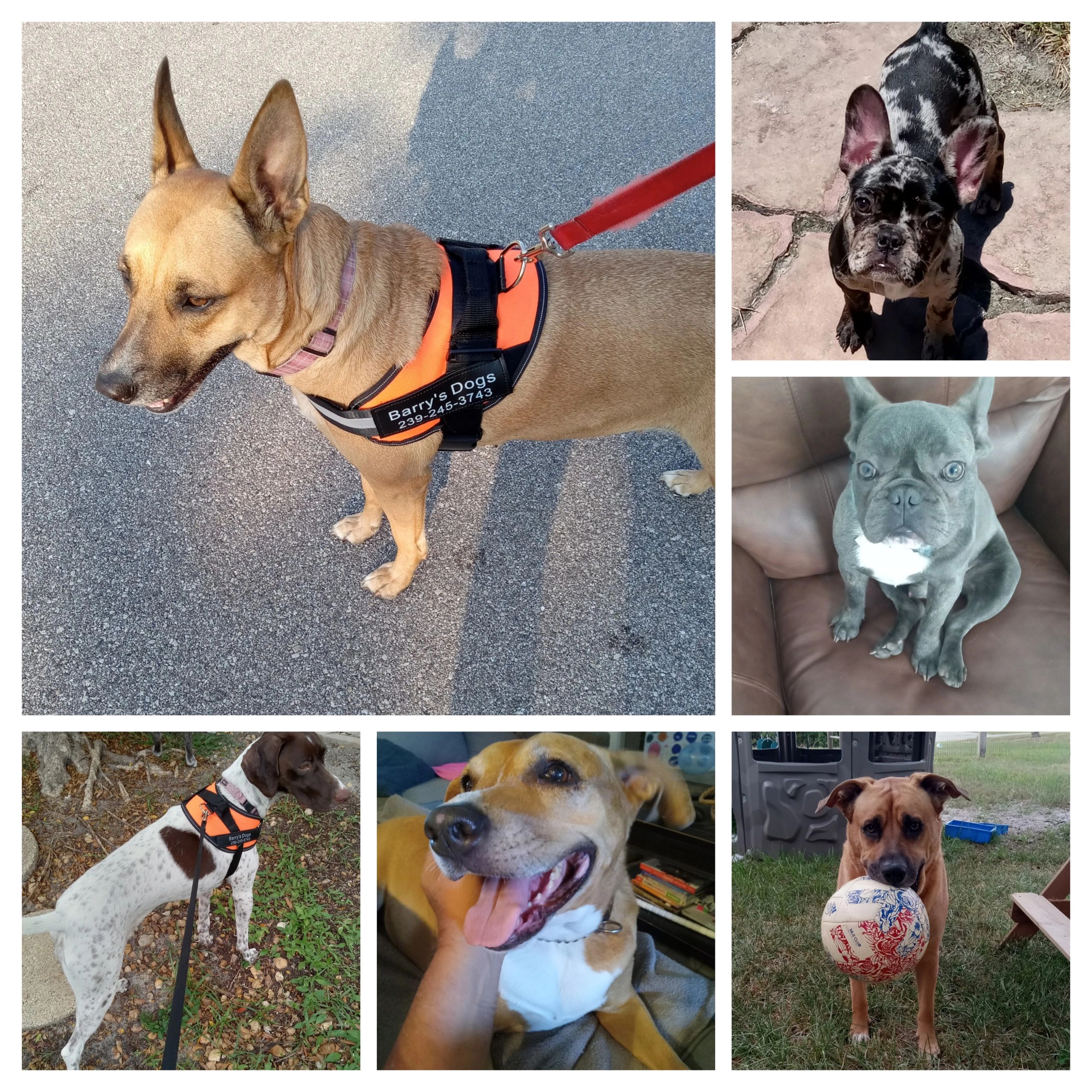 Gallery | Barry's Dogs