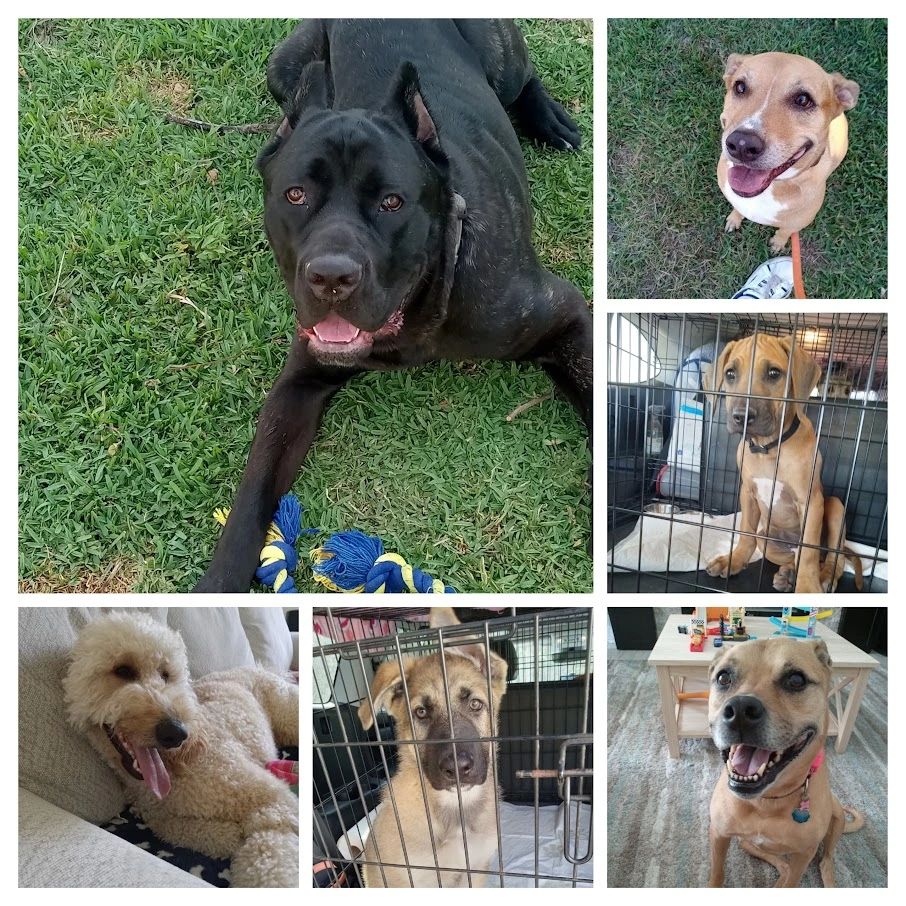 Gallery | Barry's Dogs