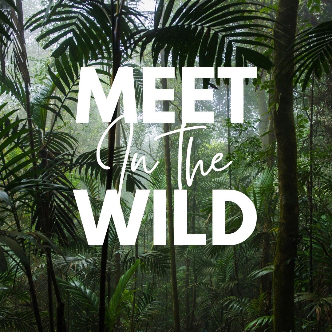 Meet in the Wild