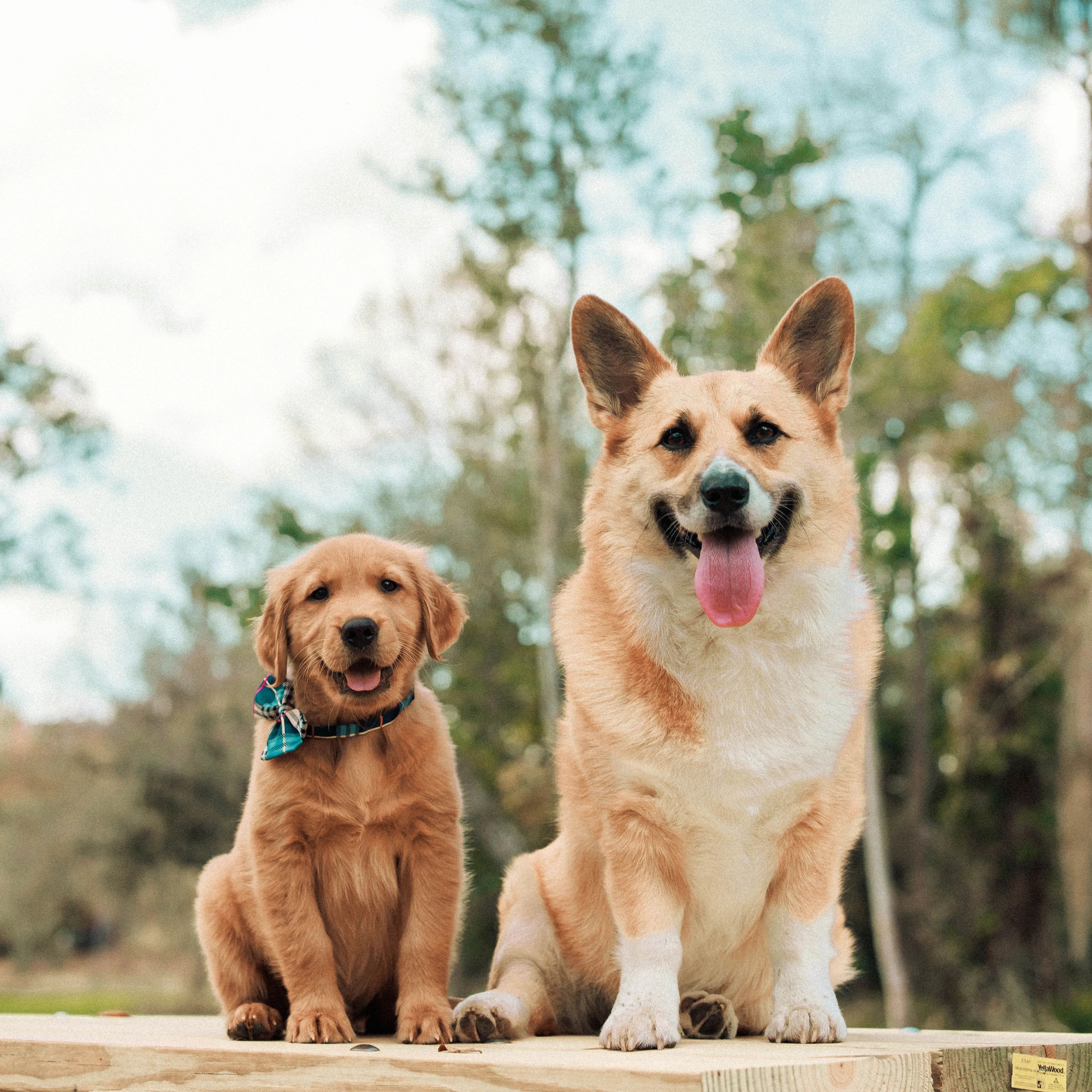 Pooches to Pawfection