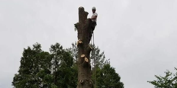 Tavlan Tree Service and Landscaping