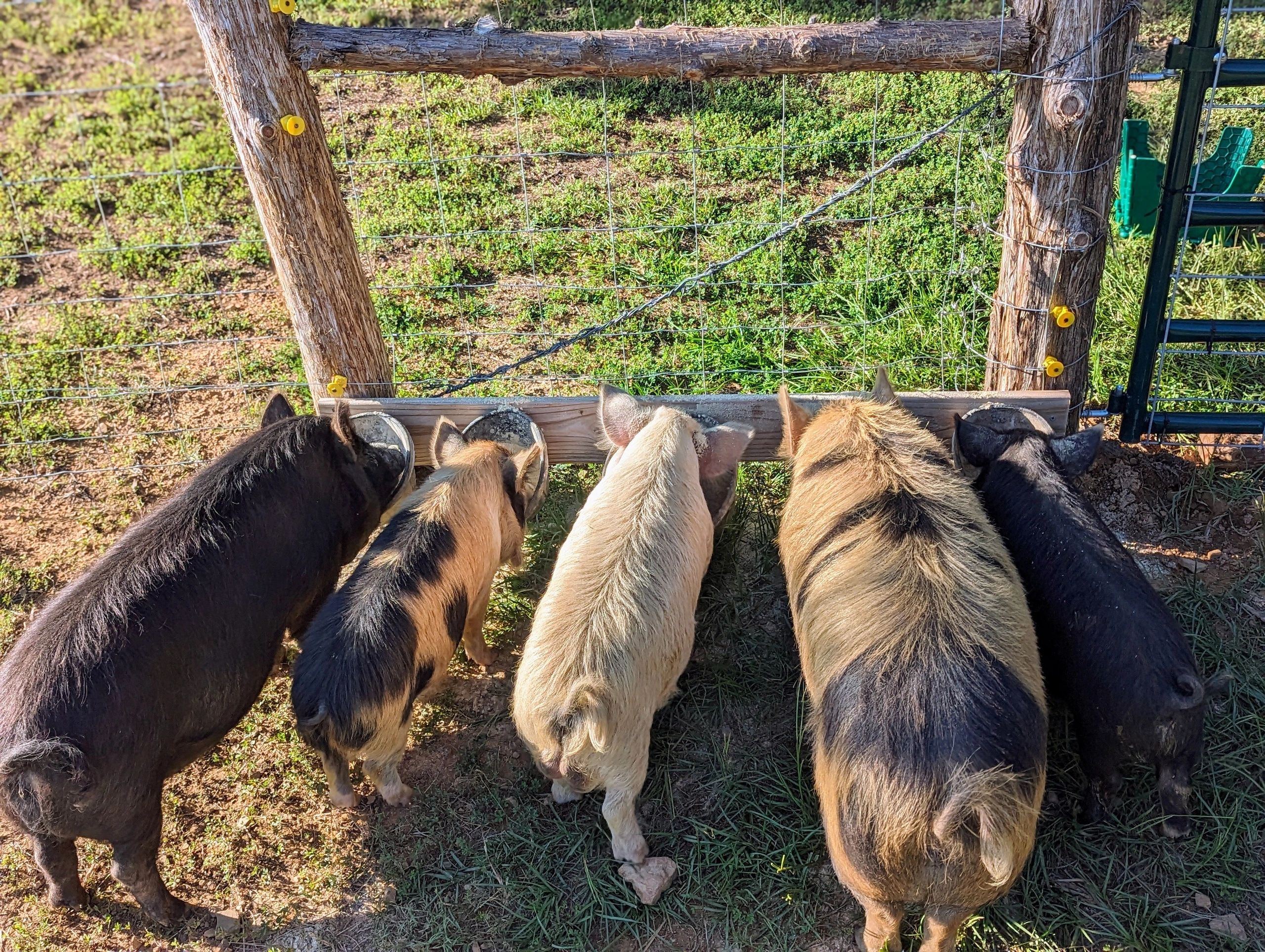 Hog Heaven Homestead - Piglets for Sale, Juliana Piglets, Kune Kune Piglets