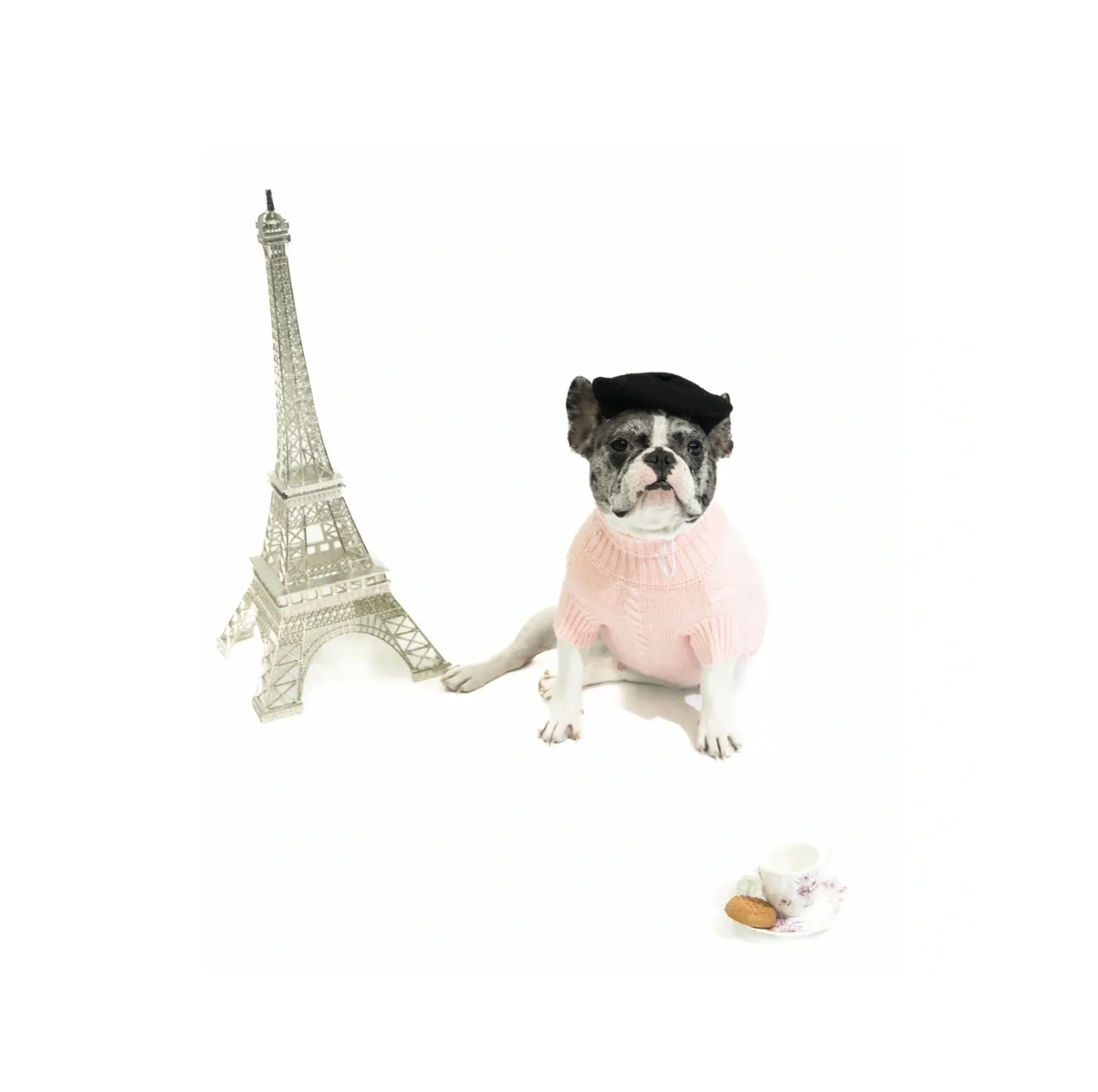 XLNC Pedigree - Available Puppies, French Bulldog, French Bulldog Puppy