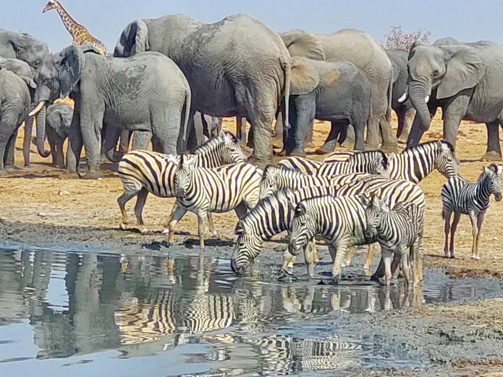 Experience the Best Safaris in Namibia