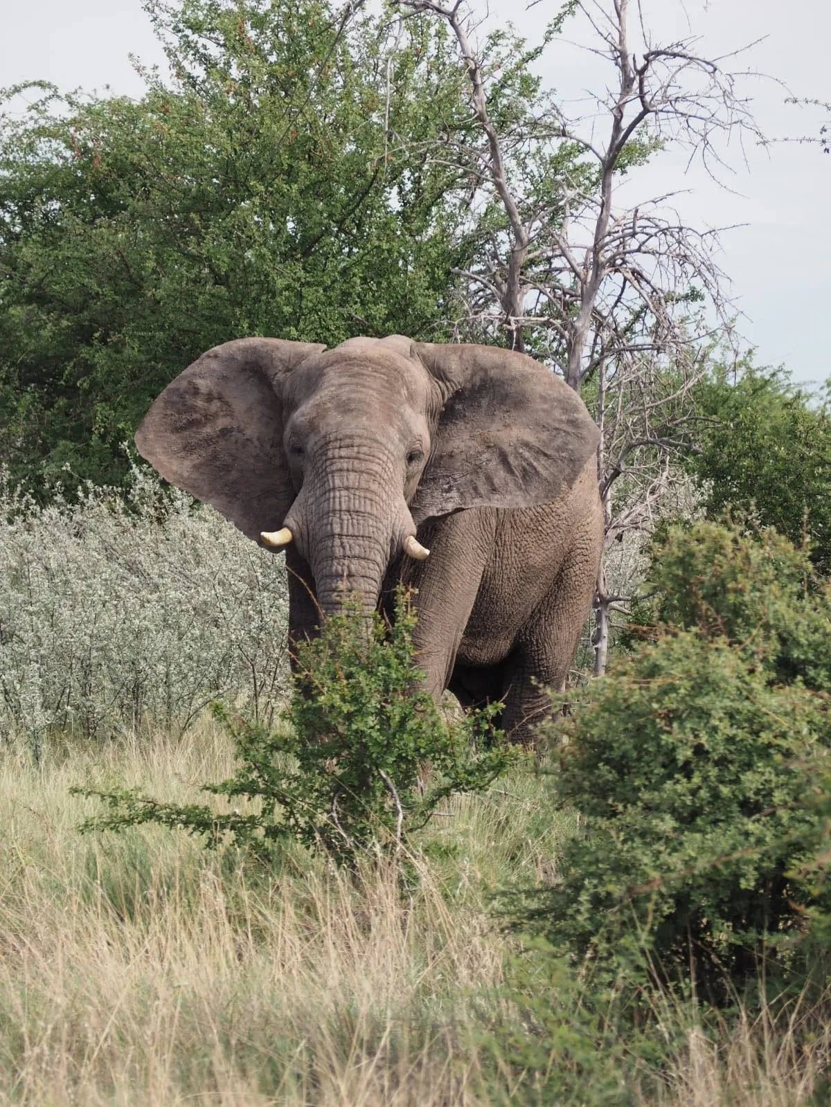 Experience the Best Safaris in Namibia