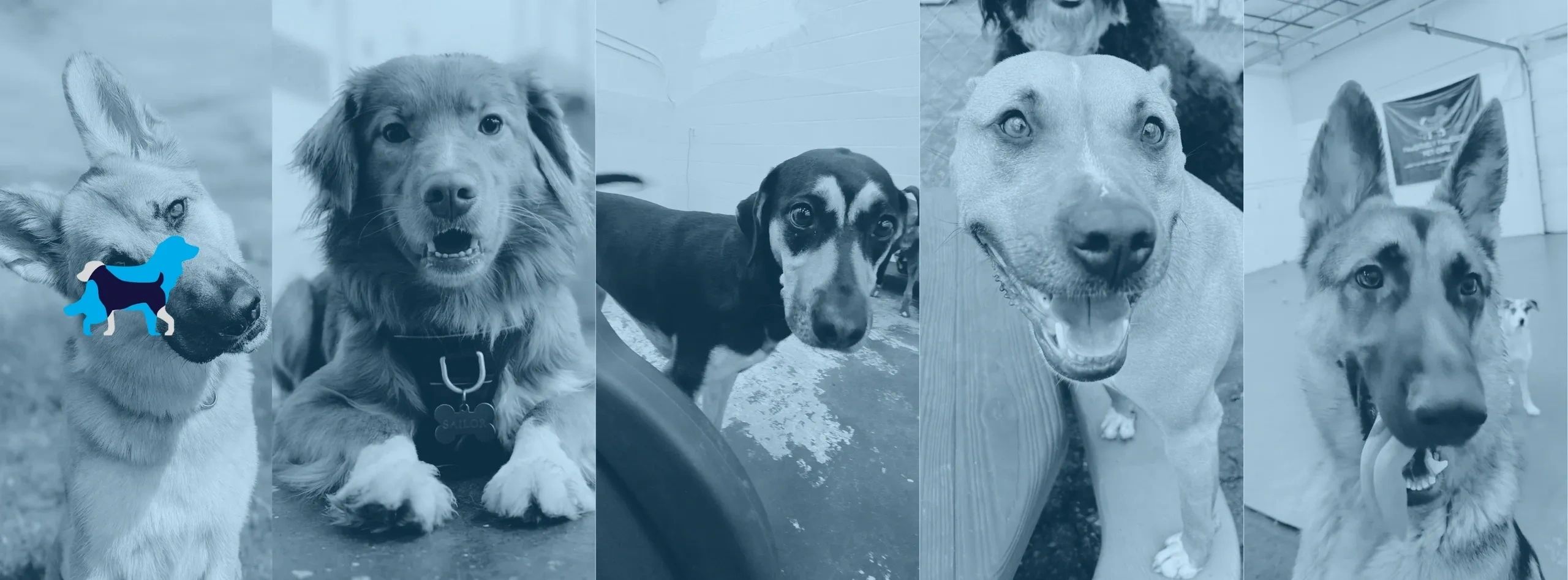 Pawsitively Pawesome Pet Care