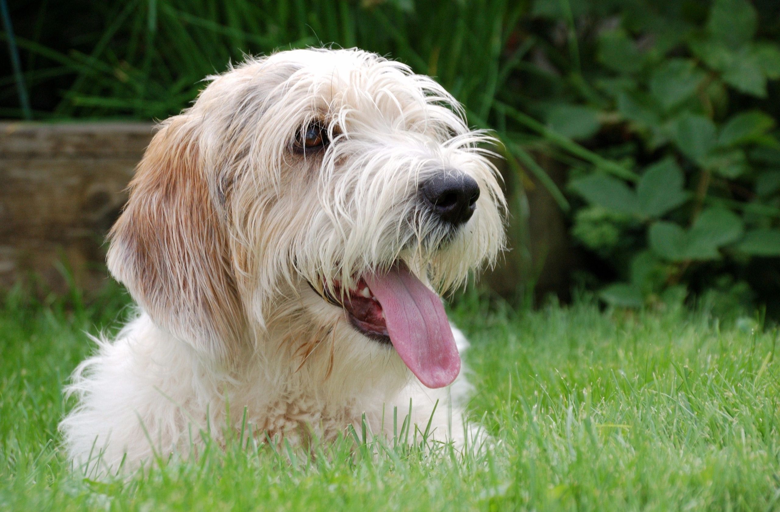 The Smiling Dog - Dog Sitting and Walking, Dog Walking