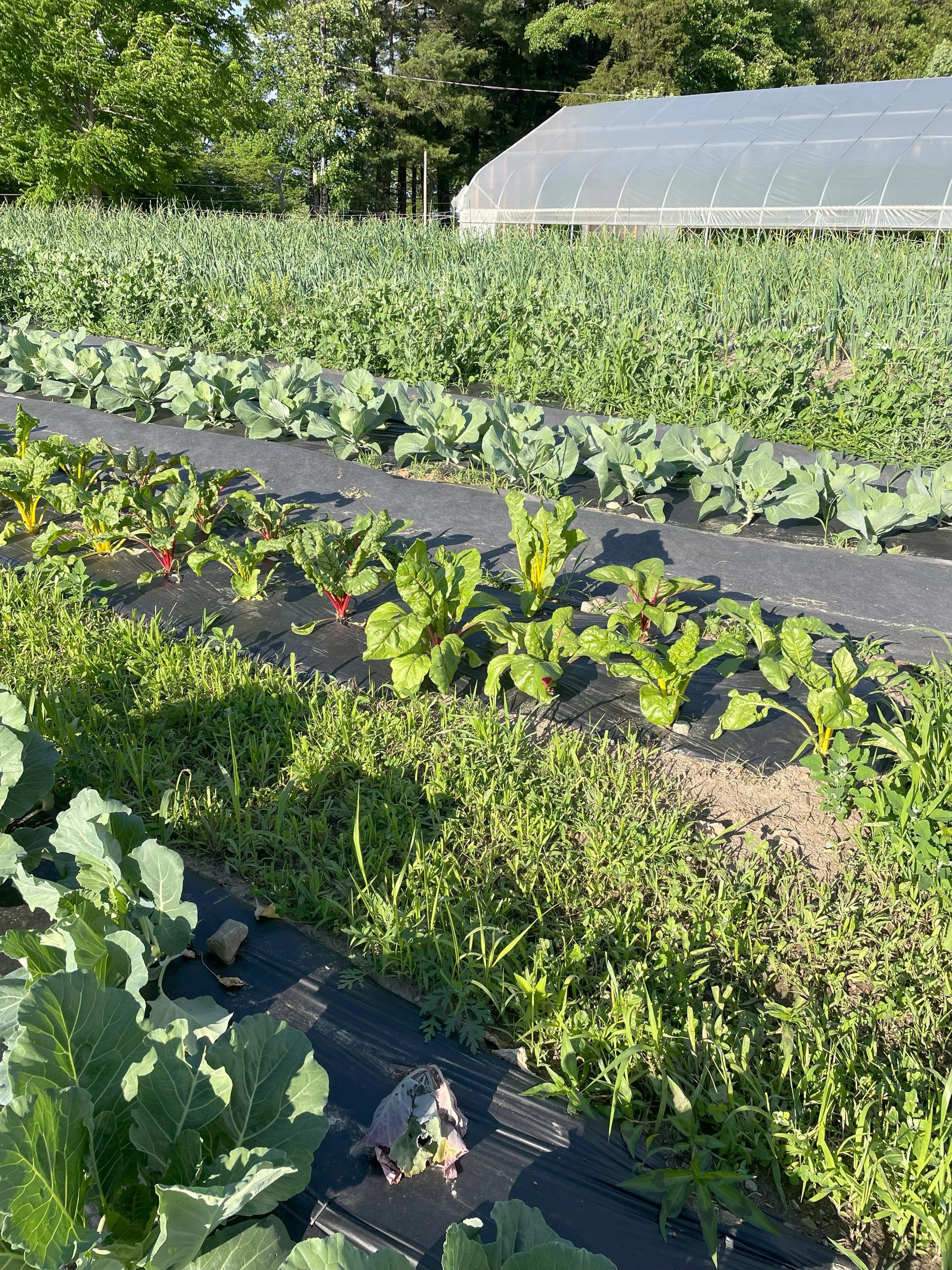 2025 IN-SEASON MARKETS