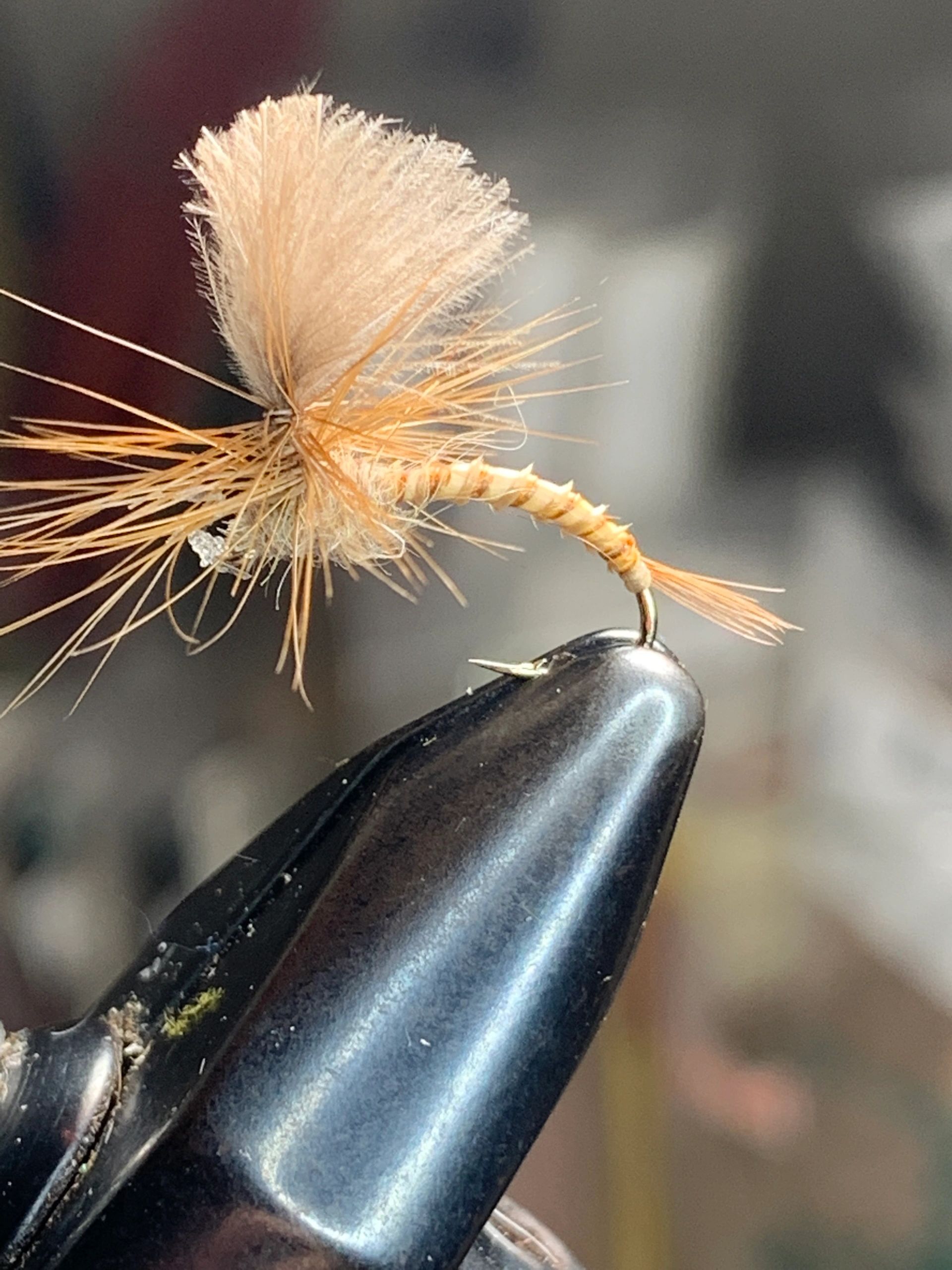 COME FOR THE GOLDEN STONES, STAY FOR THE COFFIN FLIES