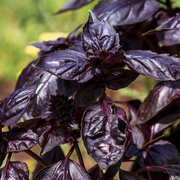 Purple Basil