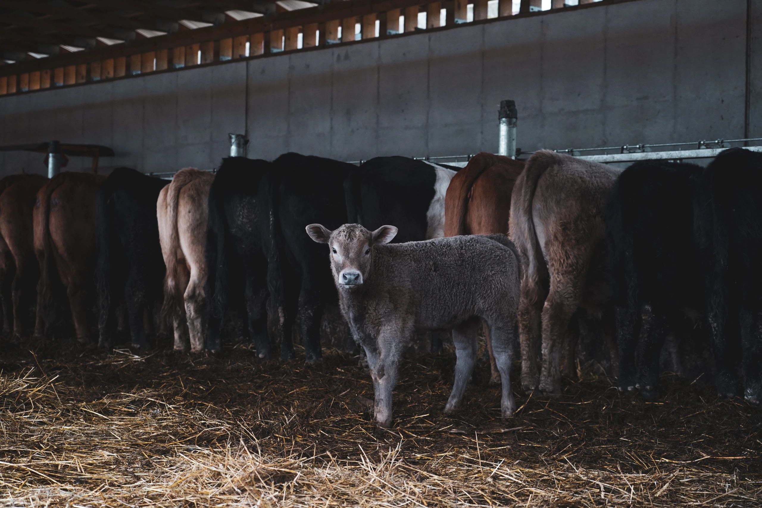 Cattlemen's Seed Company - Grazing Seed Mixes, Pasture Seed ...