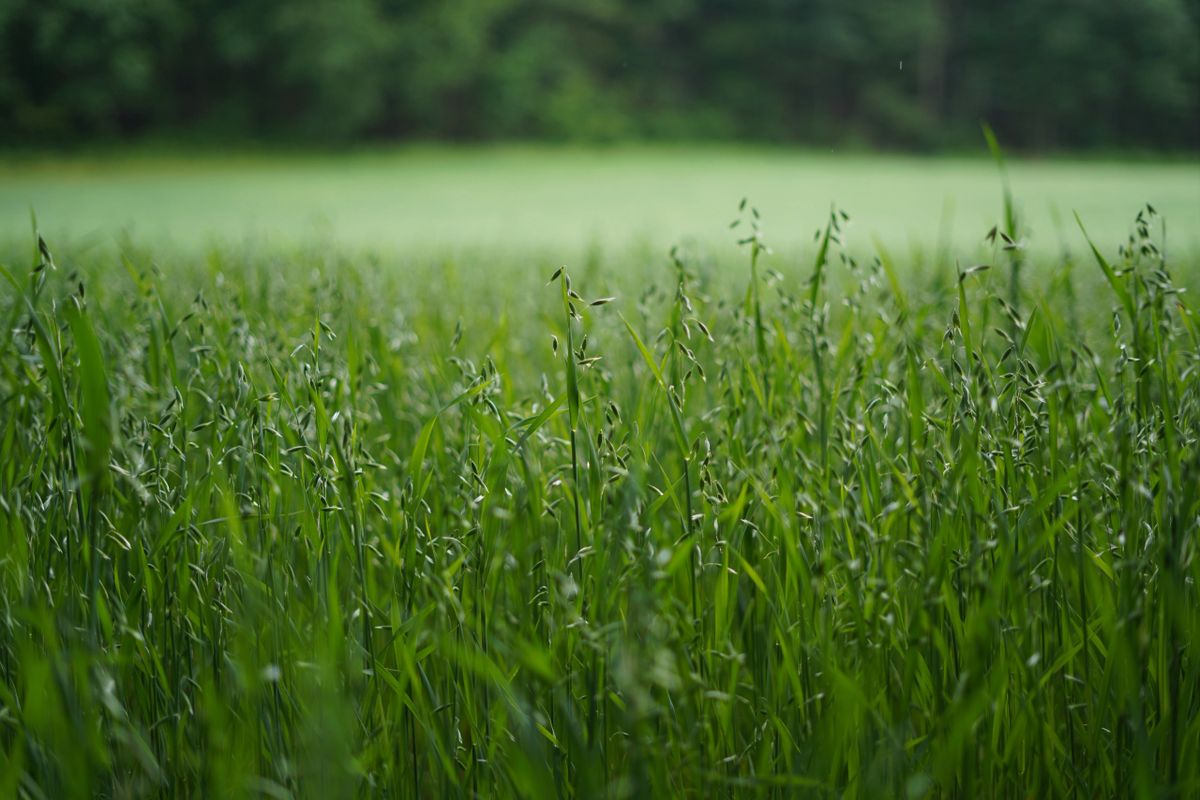 ReGenAg Haymaker Oats