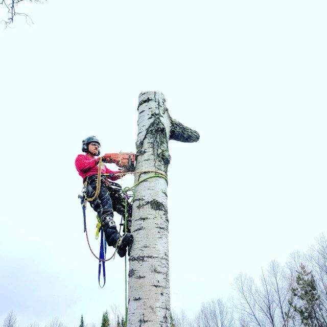 Boreal Tree Service Inc