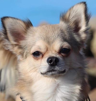 Registered Breeder | Chintaro Chihuahuas