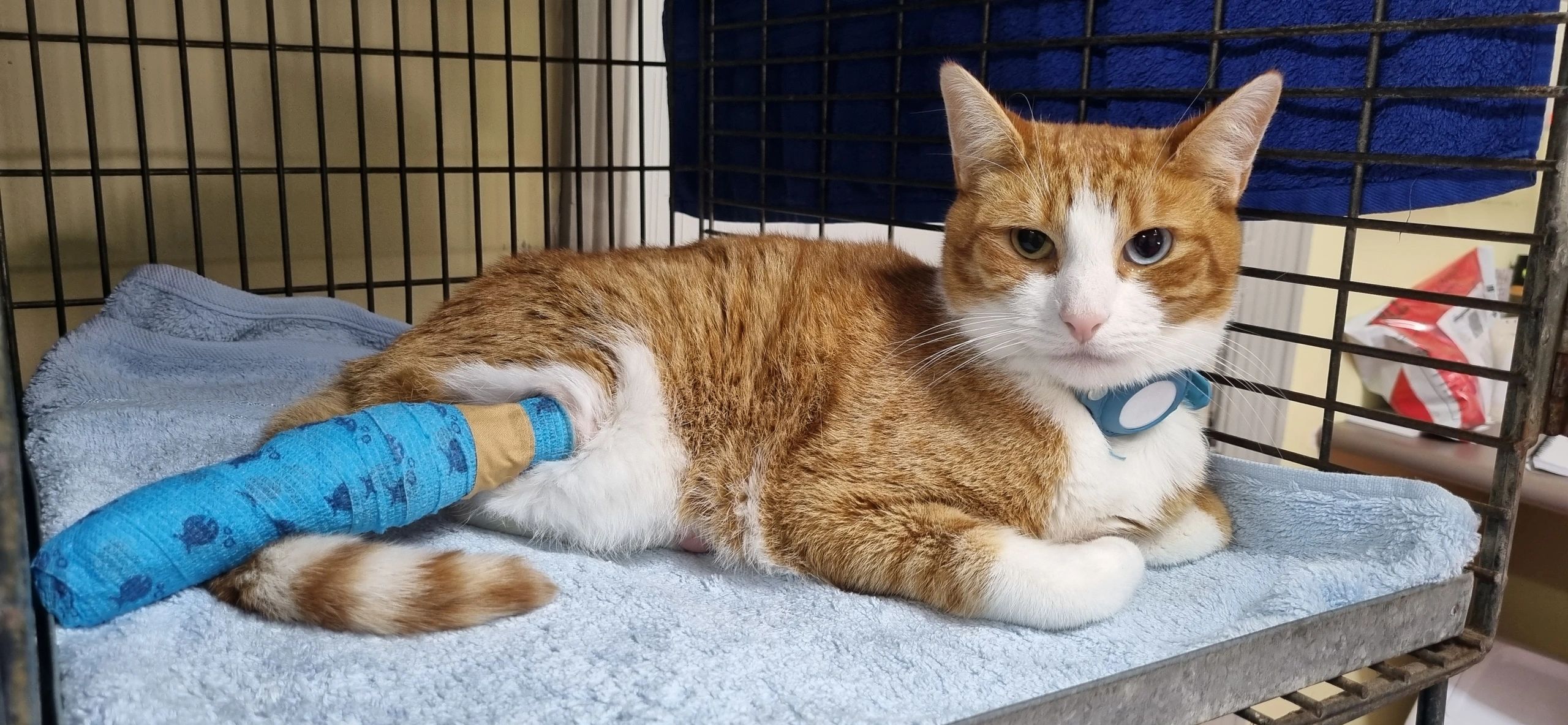 Courageous Cat of the Month - March