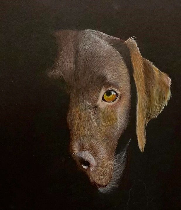 Hand Drawn Pet Portraits - Pet Portraits & more by Betsy