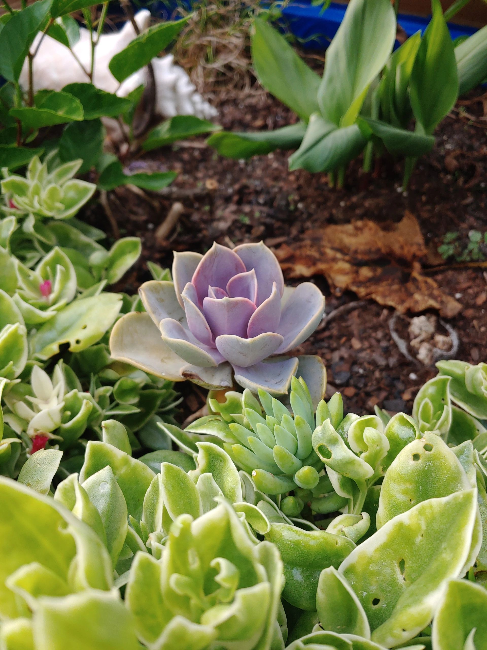 OMRI Certified Compost Available