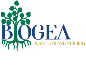 BIOGEA | BIOGEA
