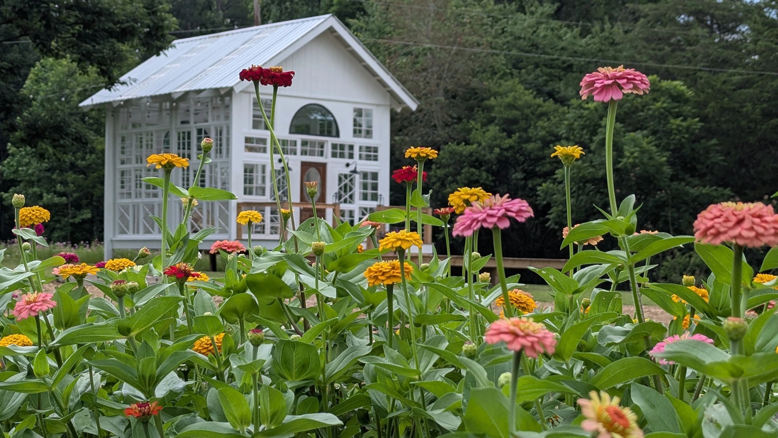 Explore Our Flower Farm for Beautiful Blooms