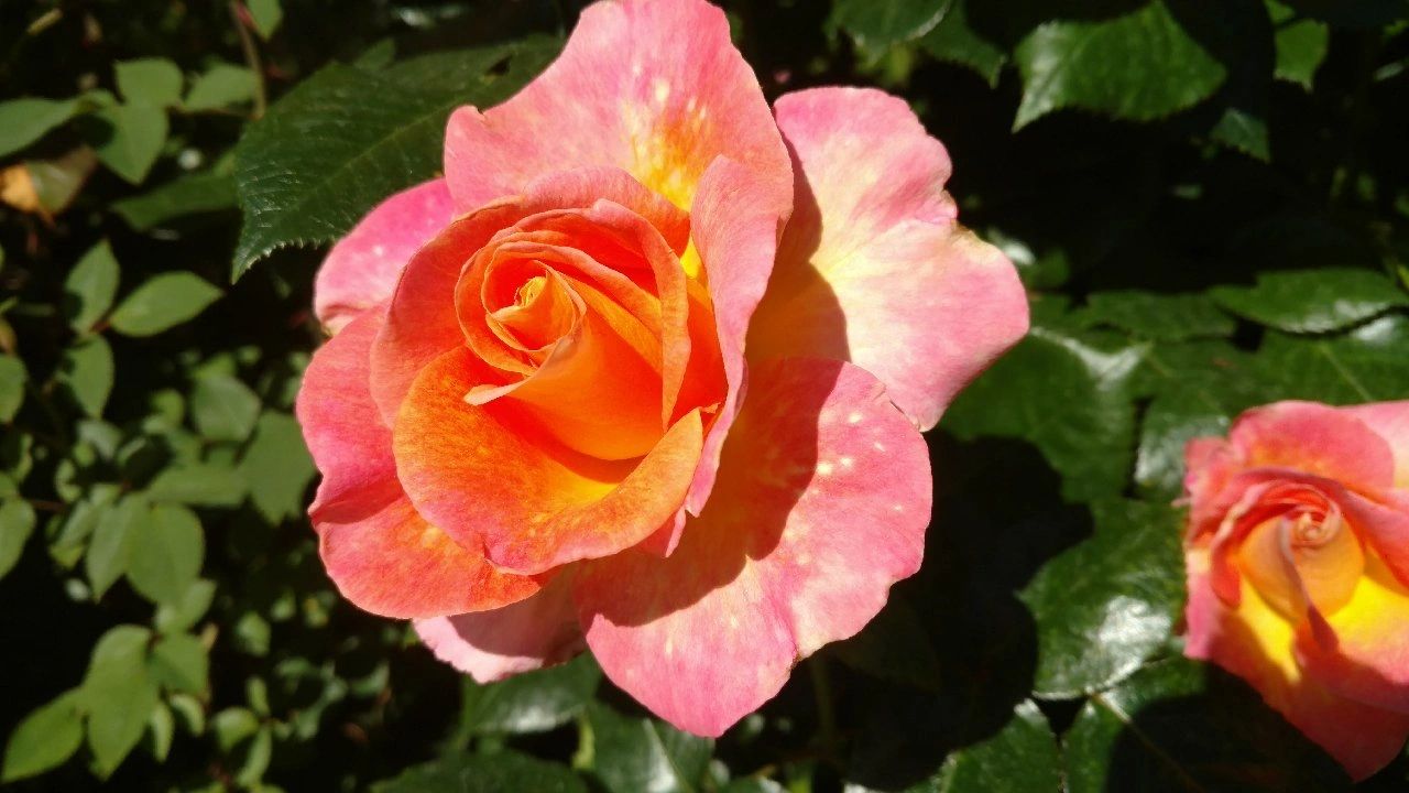 Sacramento Rose Society - Community or Club - Sacramento, California