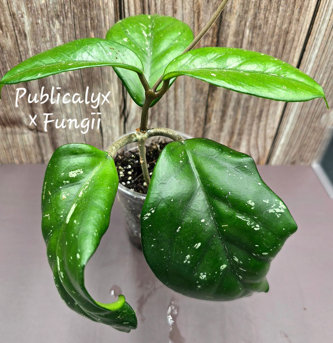 Hoya Publicalyx X Fungii