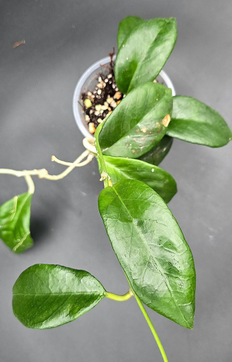 Hoya sp. Timor Leste