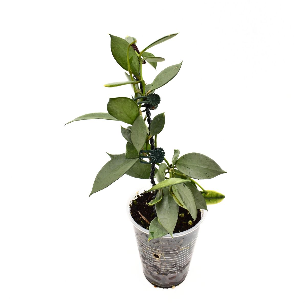 Hoya Lacunosa FN-11 ABS01