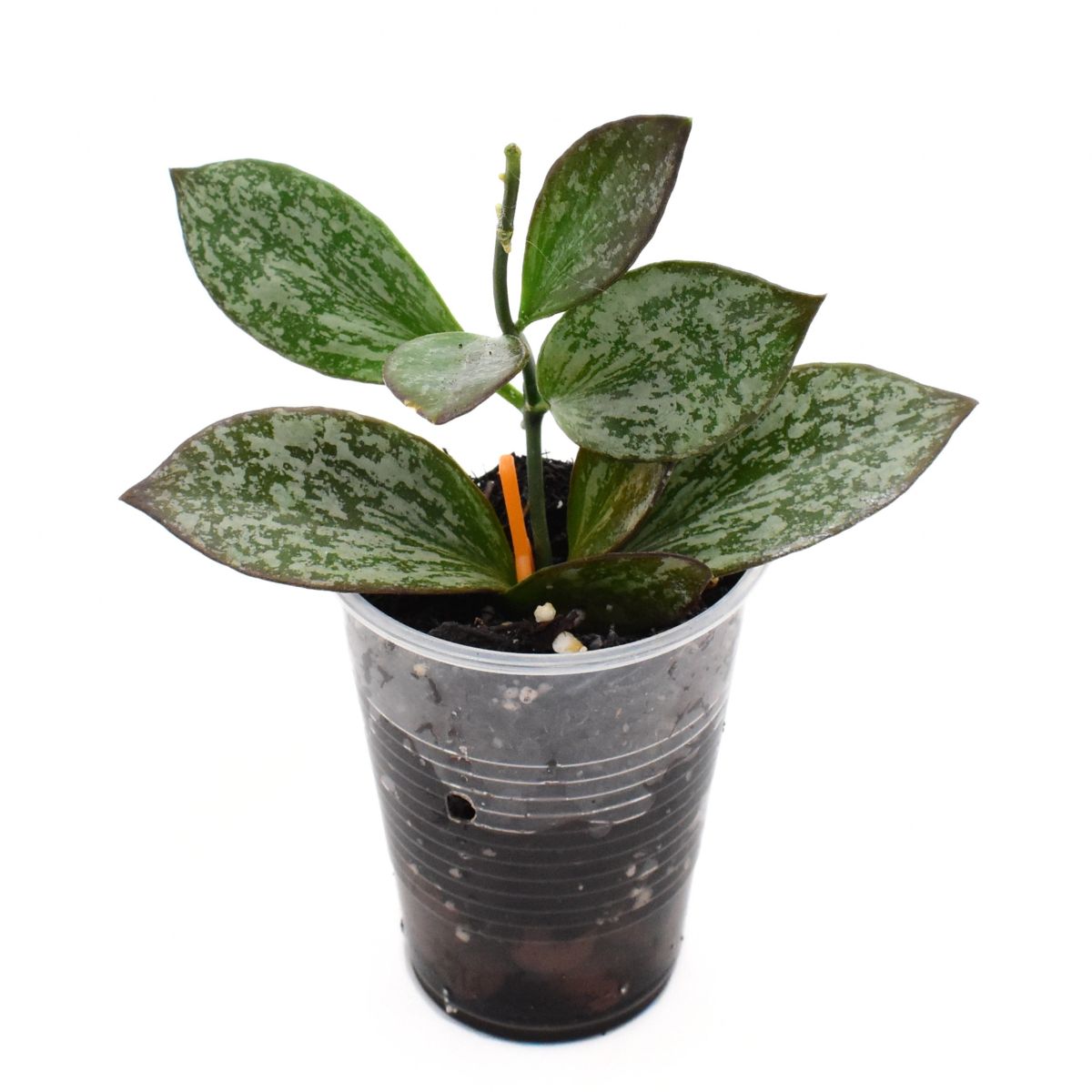 Hoya Collina Splash