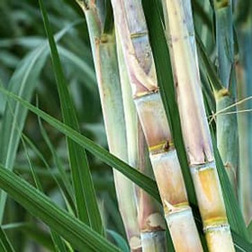 Mevaldi bio-based chemicals - Voorpagina