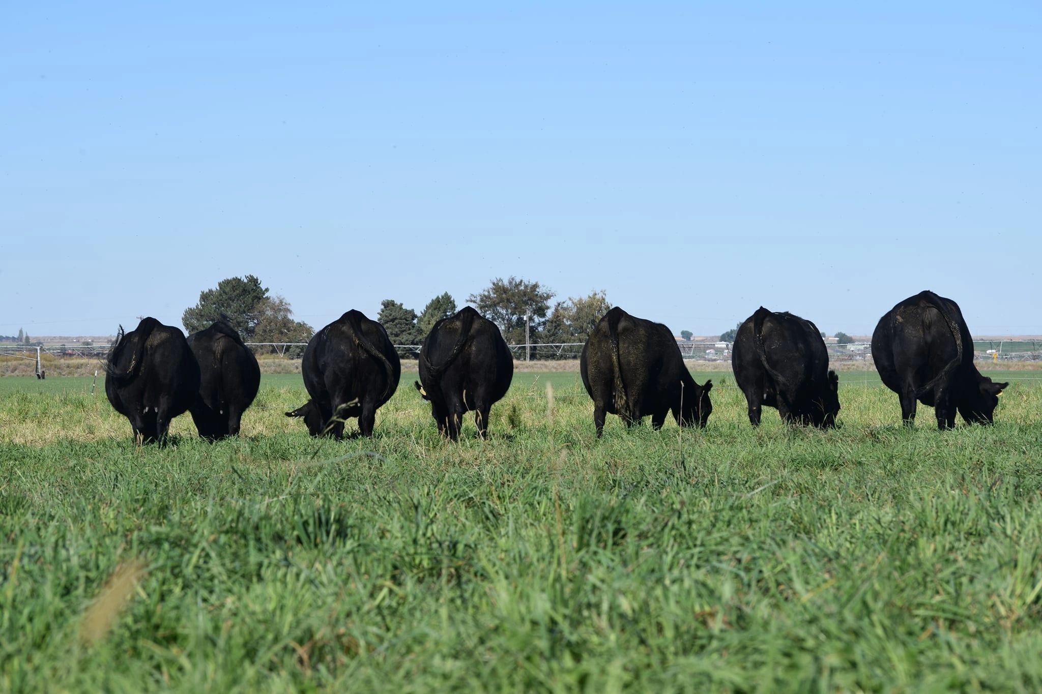 Sackmann Cattle Company