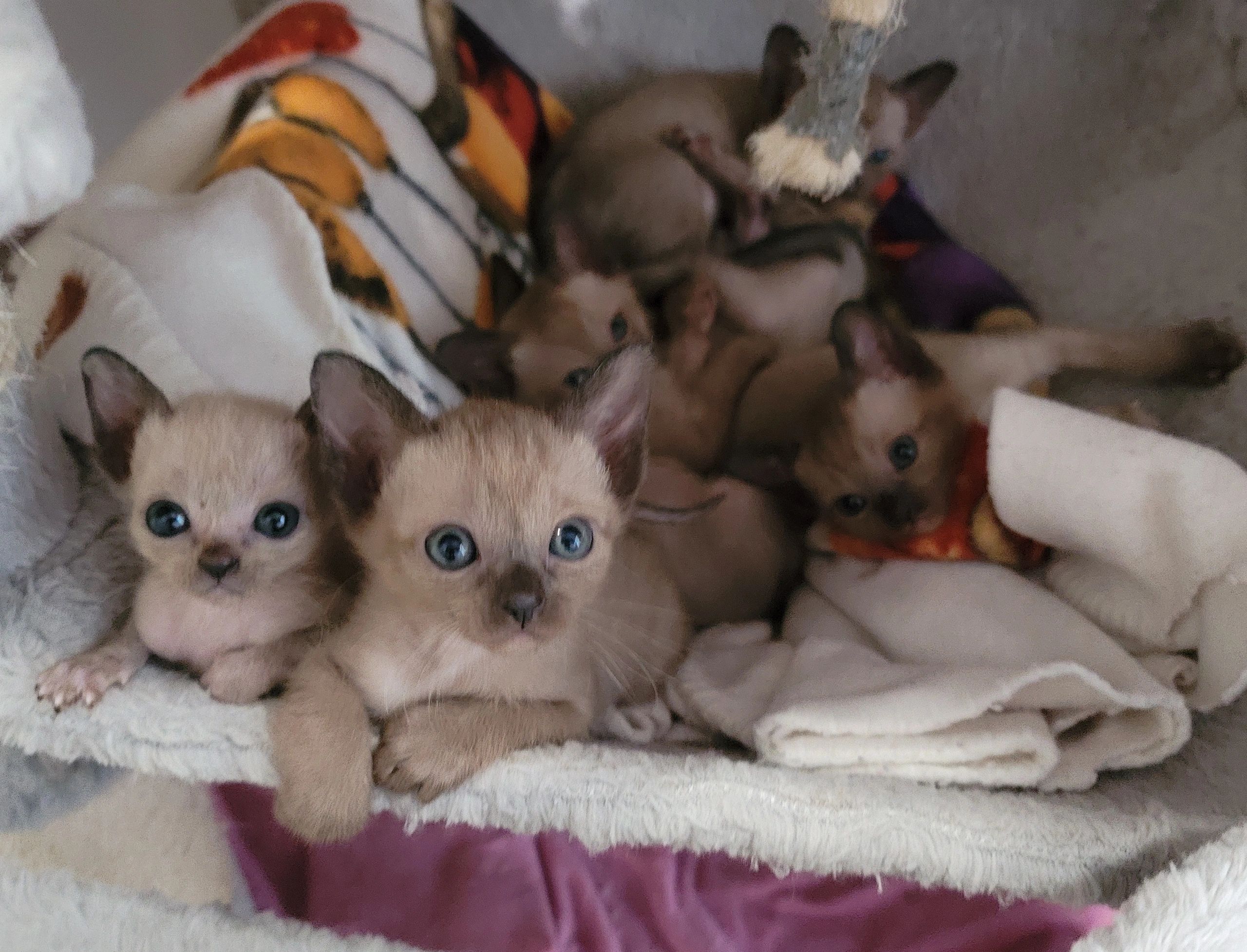 Tonkinese Kittens - Rainbow Tonkinese Cattery