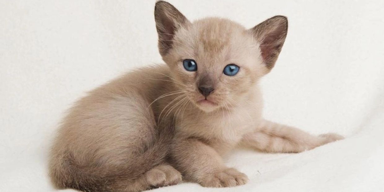 Tonkinese Kittens - Rainbow Tonkinese Cattery