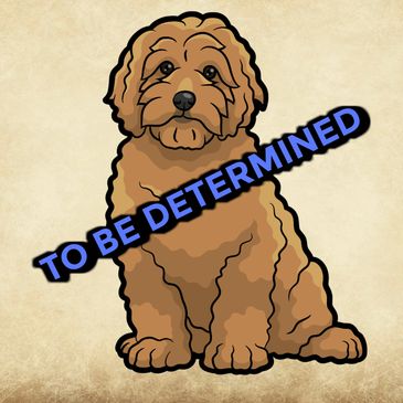 Arizona Labradoodles - Labradoodle, Puppies, Labradoodle | Arizona ...