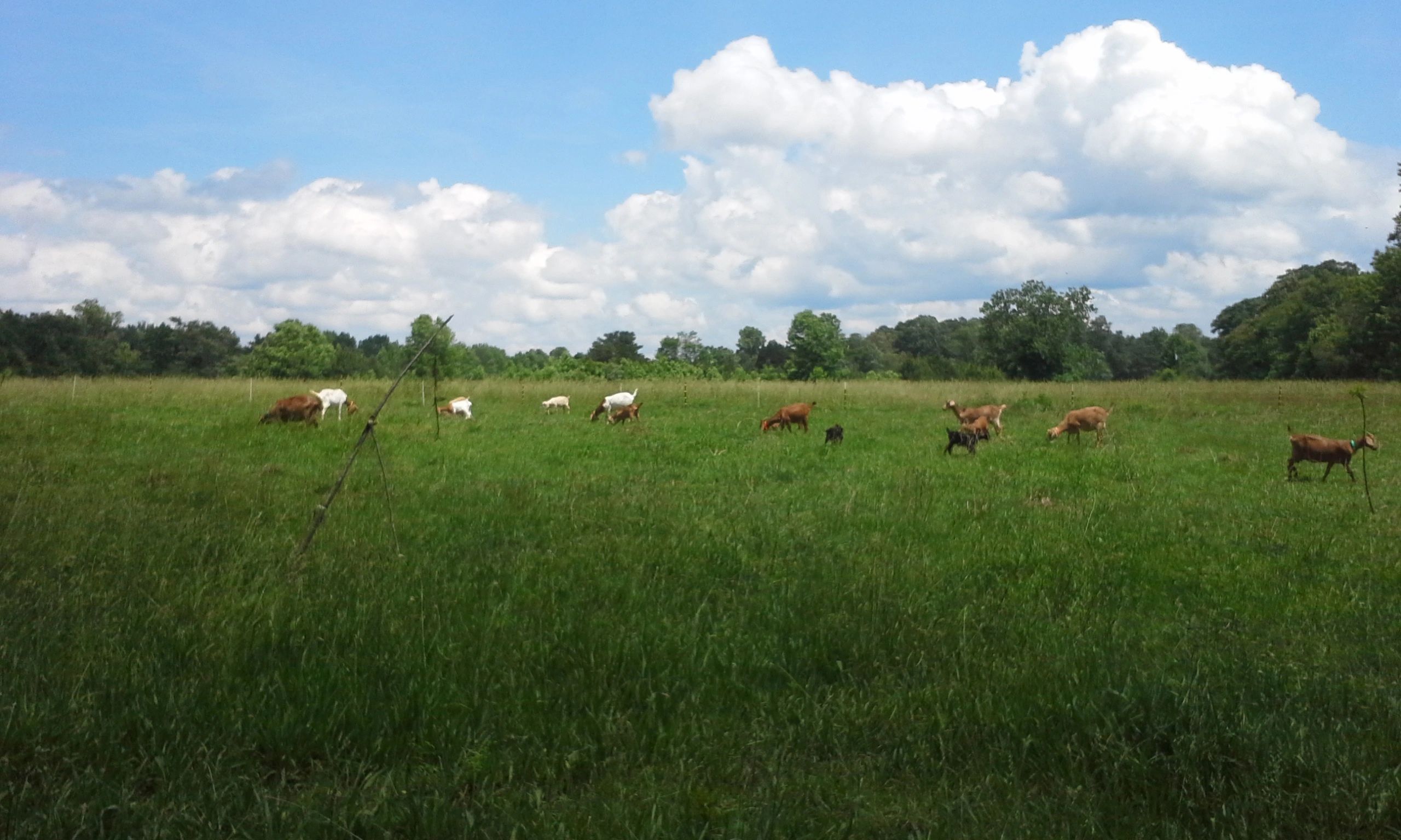 Gateway Farm - Heritage Farm, Pork, Eggs, Livestock