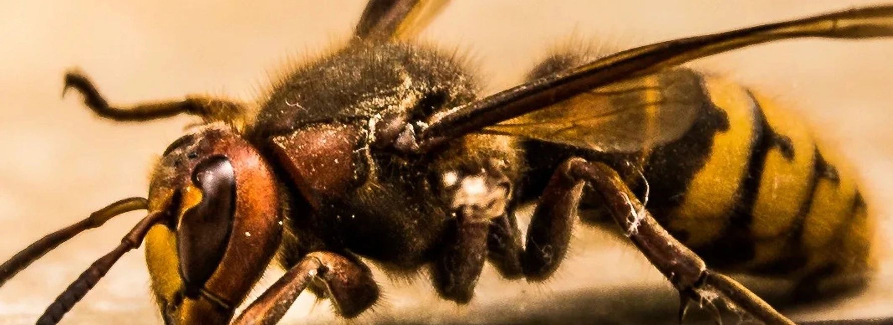 Professional Wasp Control | Wilde pest control